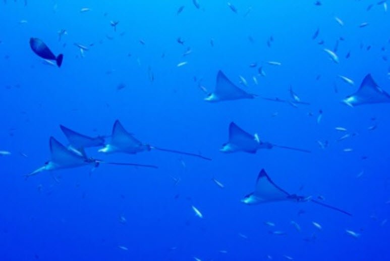 Perumal Par, Lakshadweep, Lakshadweep - Vushii.com